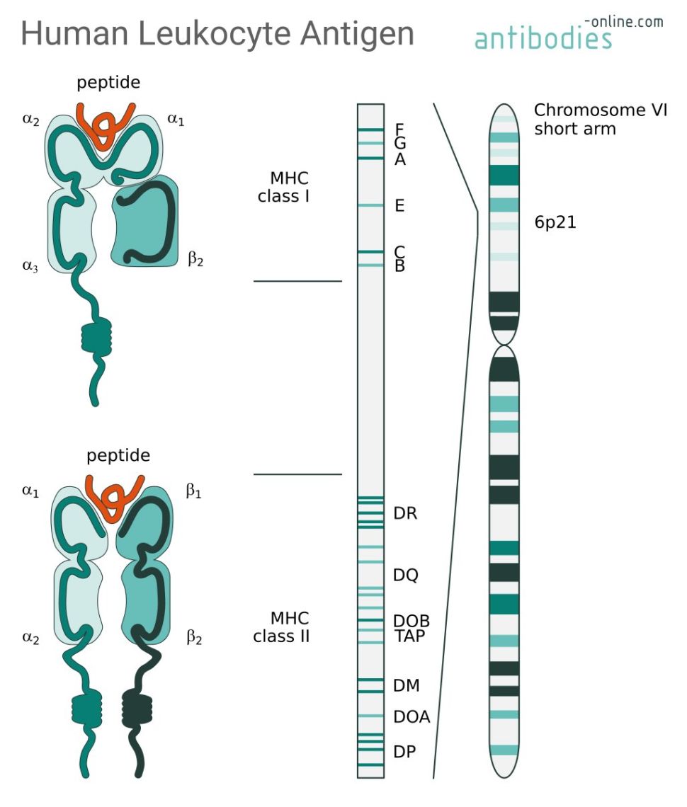 Complexe Majeur d’Histocompatibilité et l’Antigène Leucocytaire Humain ...