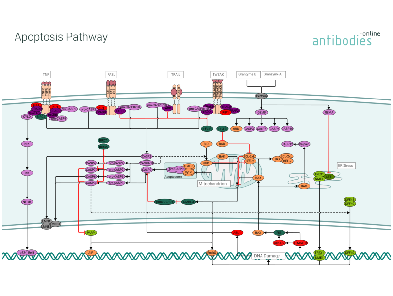 Pathways: Apoptose | www.anticorps-enligne.fr