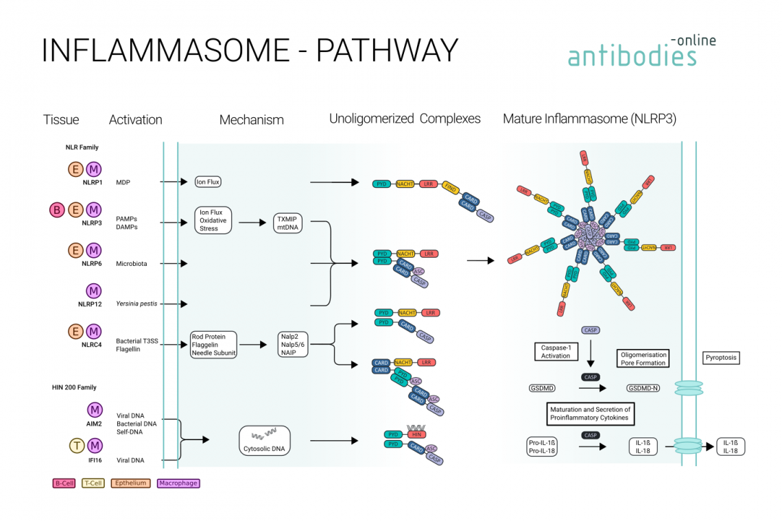 Pathways: Inflammasome | www.anticorps-enligne.fr