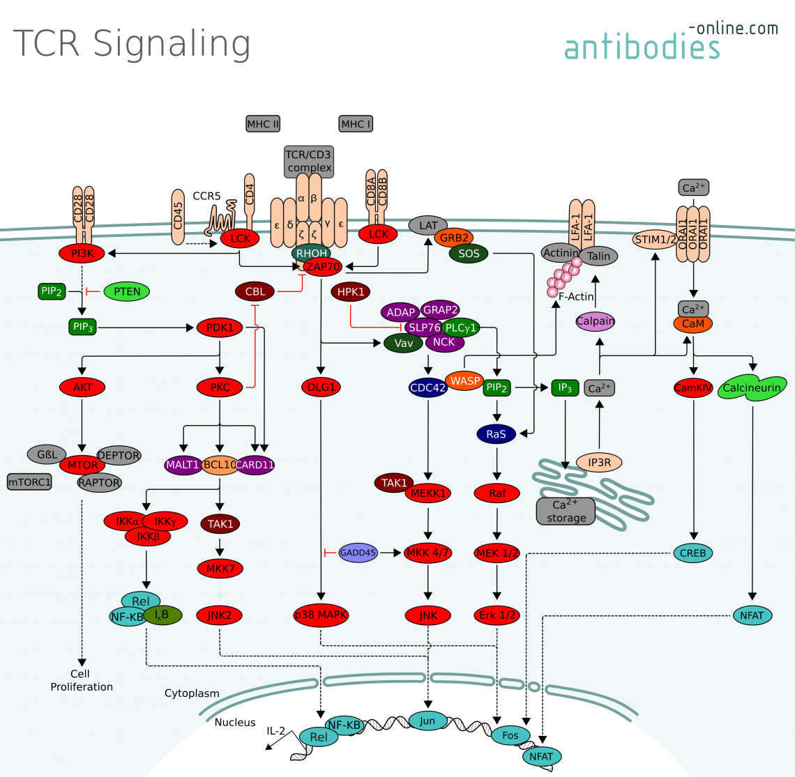 Pathways: TCR Signaling | www.anticorps-enligne.fr