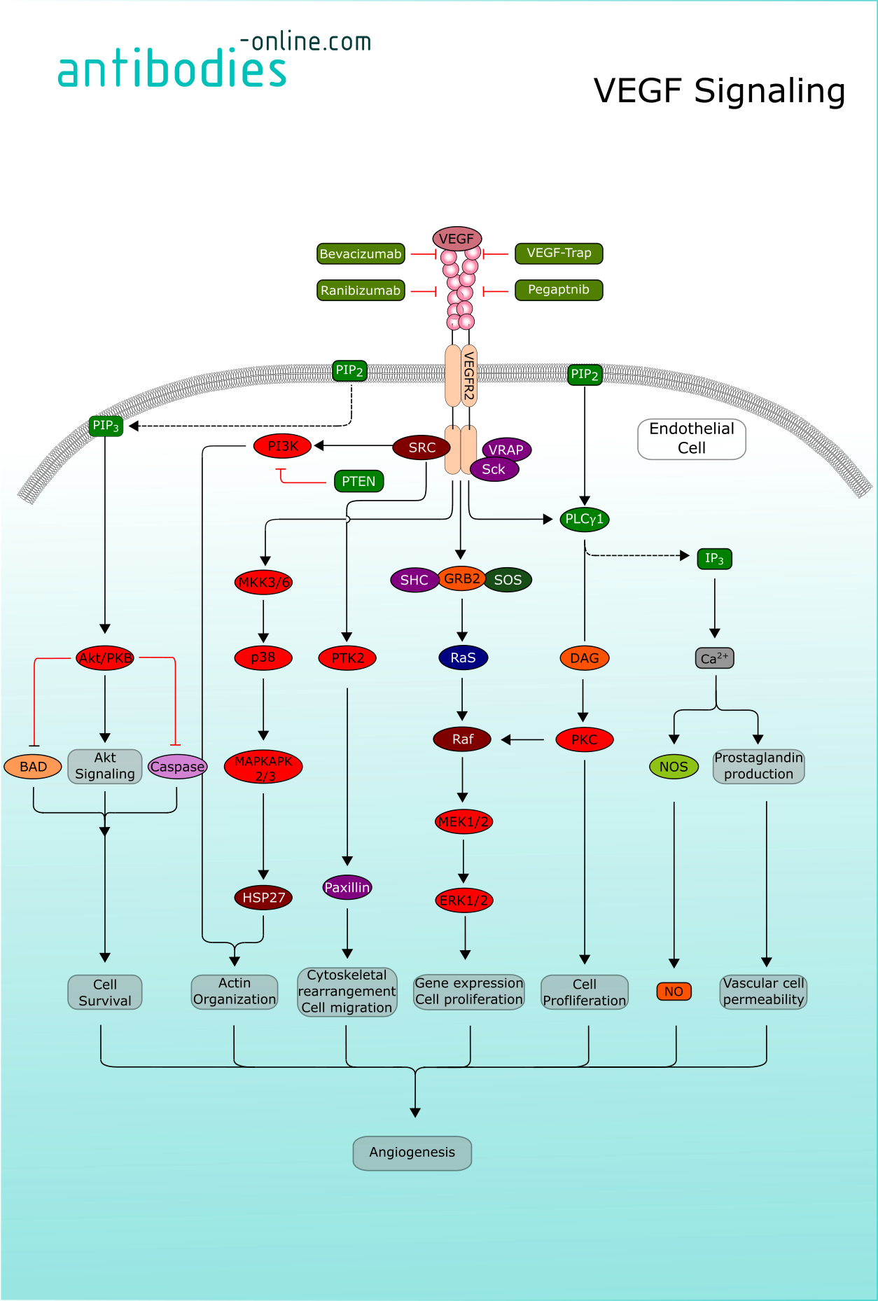 Pathways: VEGF Signaling | www.anticorps-enligne.fr